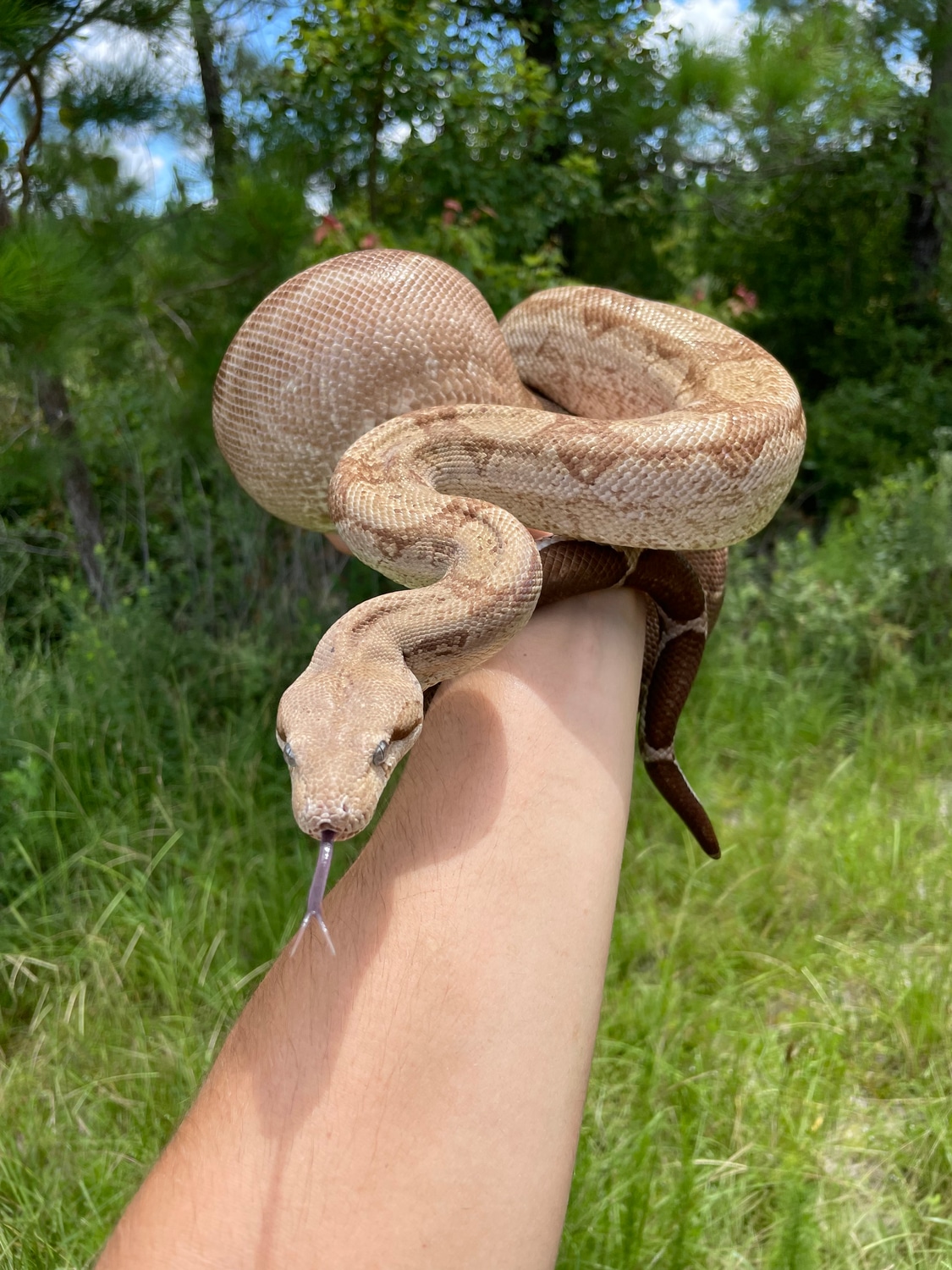 T+ Type 2 Anery Boa Constrictor by Designer Reptiles Only - MorphMarket