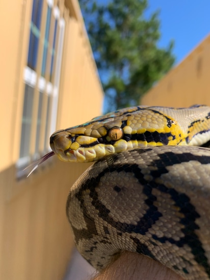 Ocelot Pos Het White Phase Albino Reticulated Python by Dro