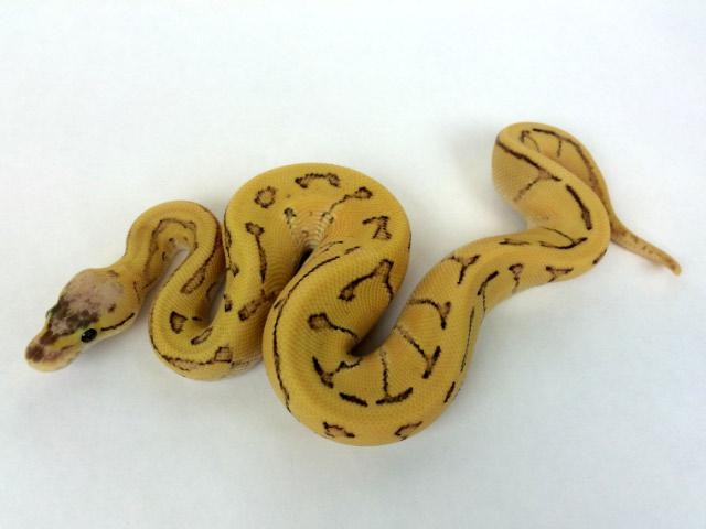 Orange Dream Dragonfly Ball Python by Royal Constrictor Designs ...
