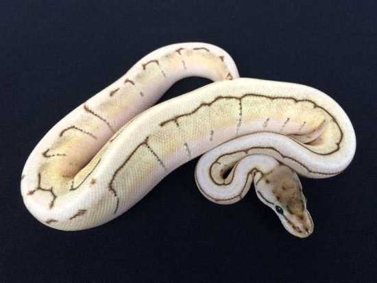 Butter Kingspin Ball Python by Royal Constrictor Designs