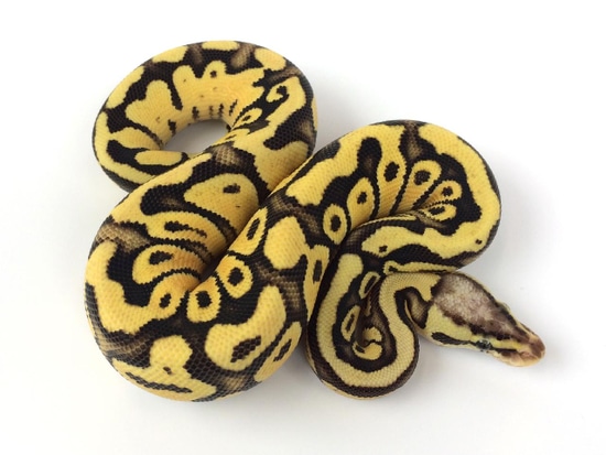 Orange Dream Firefly Ball Python by Royal Constrictor Designs