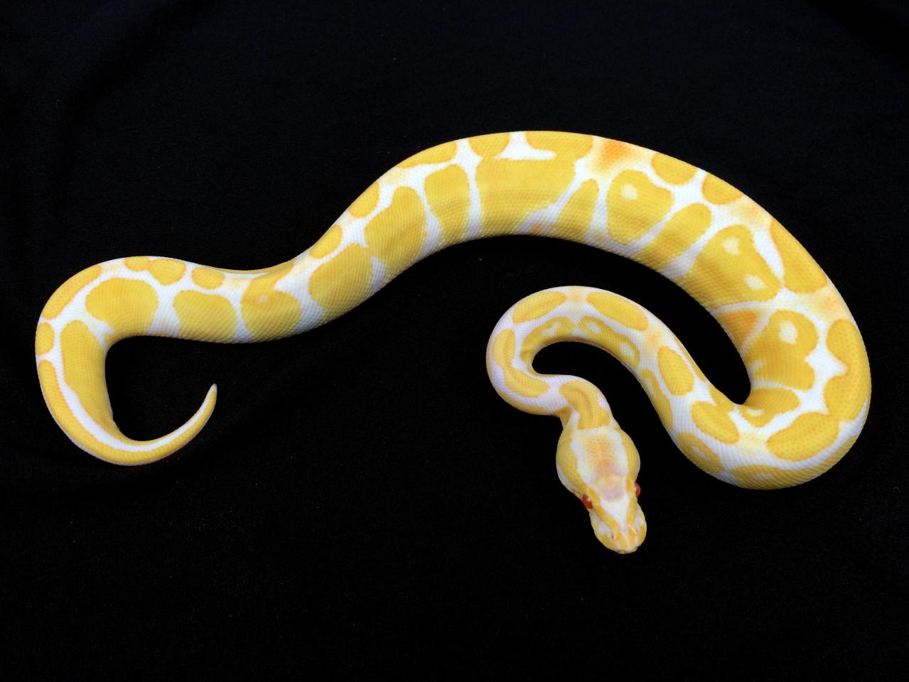 Albino Ball Python by Royal Constrictor Designs - MorphMarket