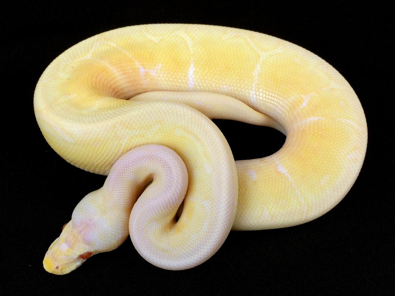 Albino Bumblebee Ball Python by Royal Constrictor Designs - MorphMarket
