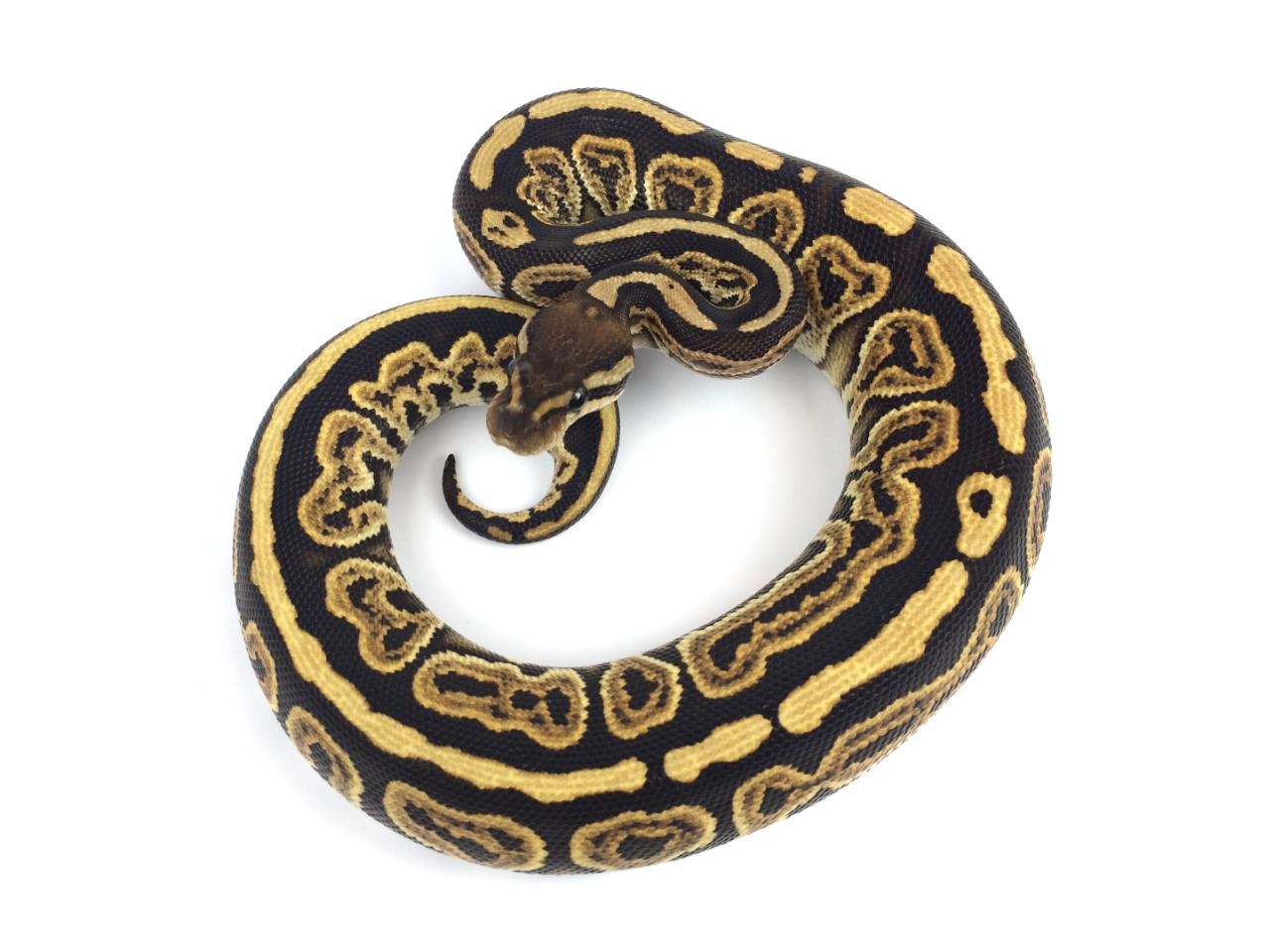 Black Pastel Special Ball Python by Royal Constrictor Designs - MorphMarket