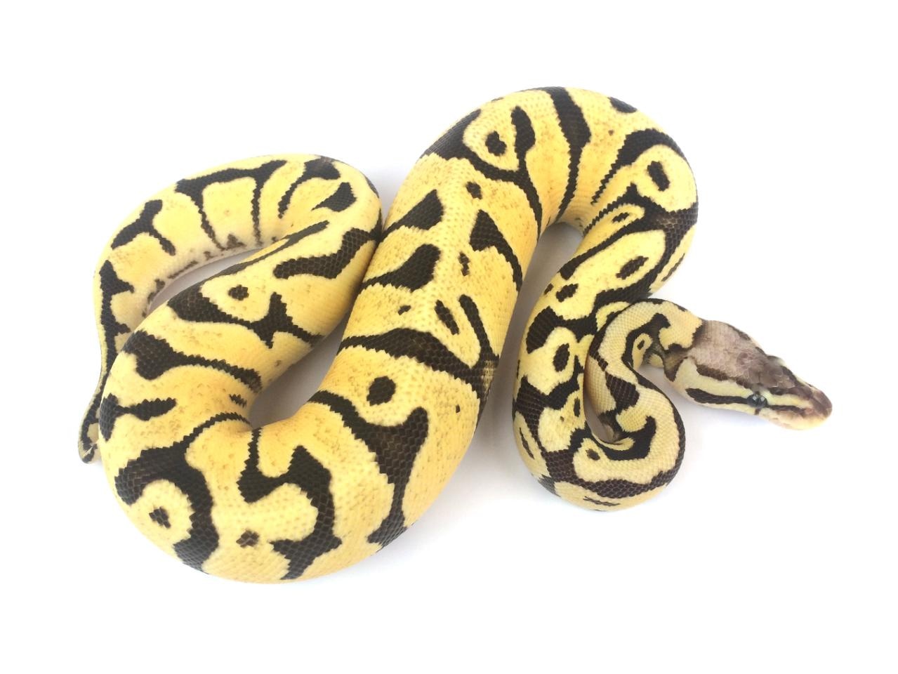 Firefly (Pastel Vanilla?) Ball Python by Royal Constrictor Designs ...