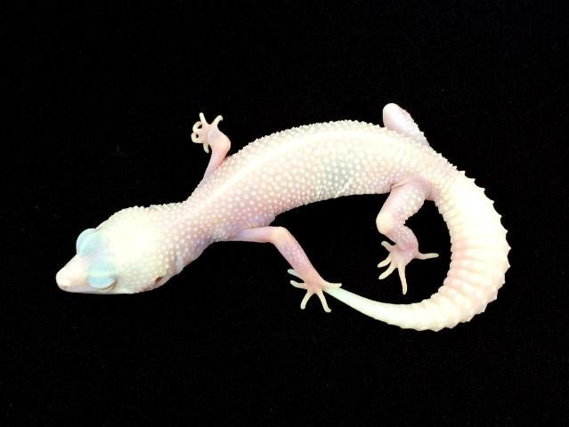 Super Snow Raptor Leopard Gecko by Royal Constrictor Designs - MorphMarket