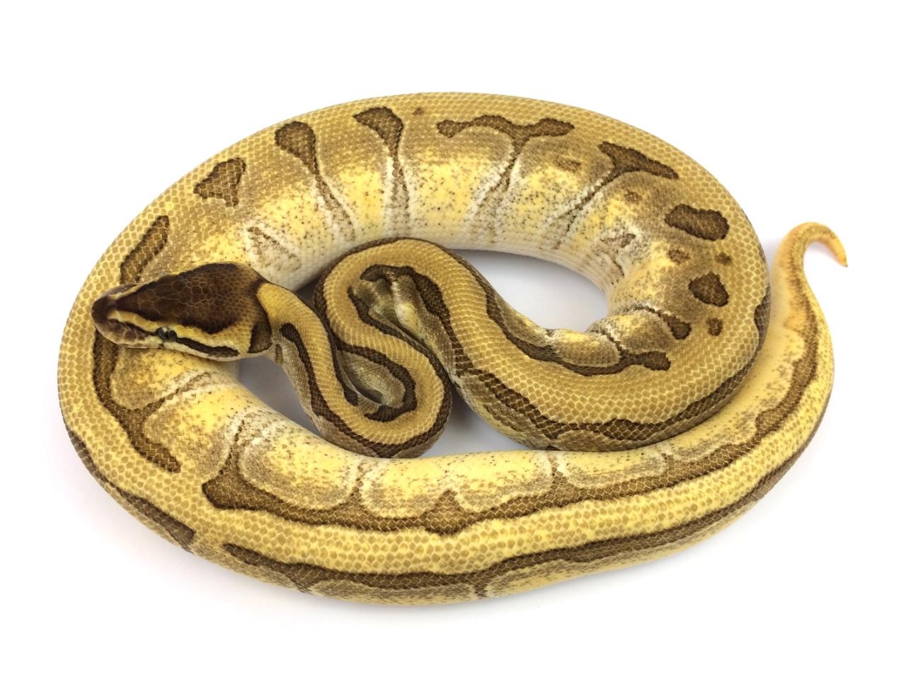 Enchi Jigsaw (Possible ODYB) Ball Python by Royal Constrictor Designs ...