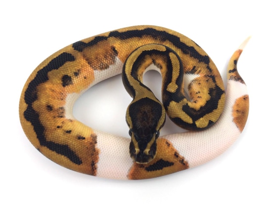 Piebald Ball Python by Royal Constrictor Designs
