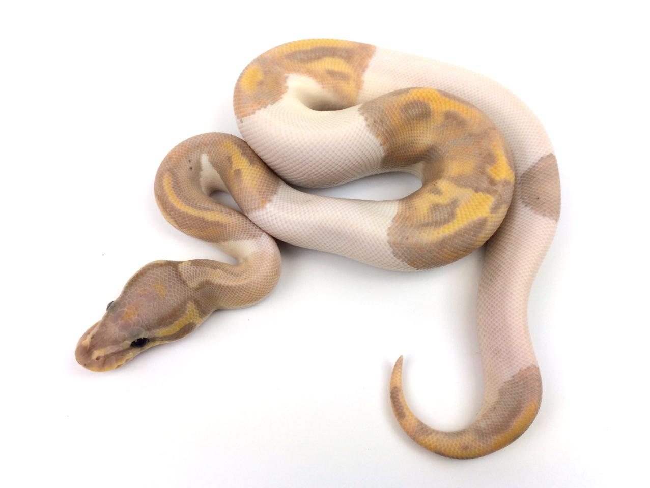 Coral Glow Pied Ball Python by Royal Constrictor Designs - MorphMarket