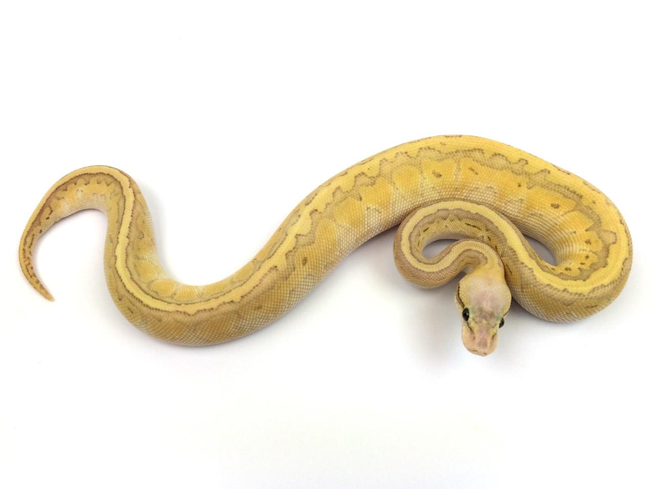 Super Emperor Pinstripe Ball Python by Royal Constrictor Designs ...