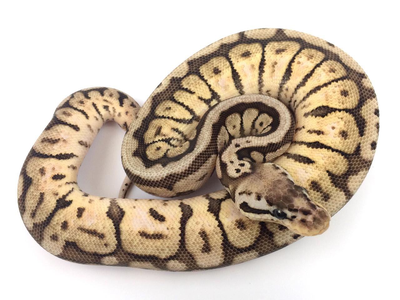 Black Widow Ball Python by Royal Constrictor Designs - MorphMarket