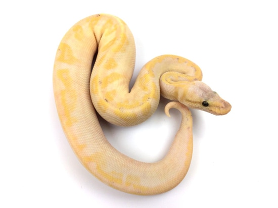 Firefly Enchi Champagne Ball Python by Royal Constrictor Designs