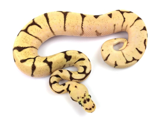 Enchi Firebee Ball Python by Royal Constrictor Designs