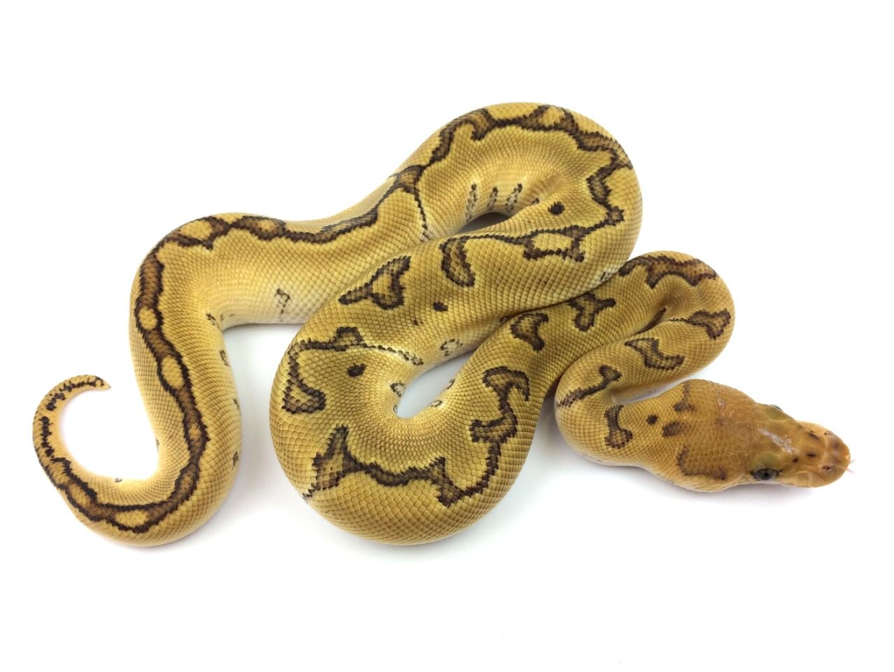 Jigsaw Clown Ball Python by Royal Constrictor Designs - MorphMarket