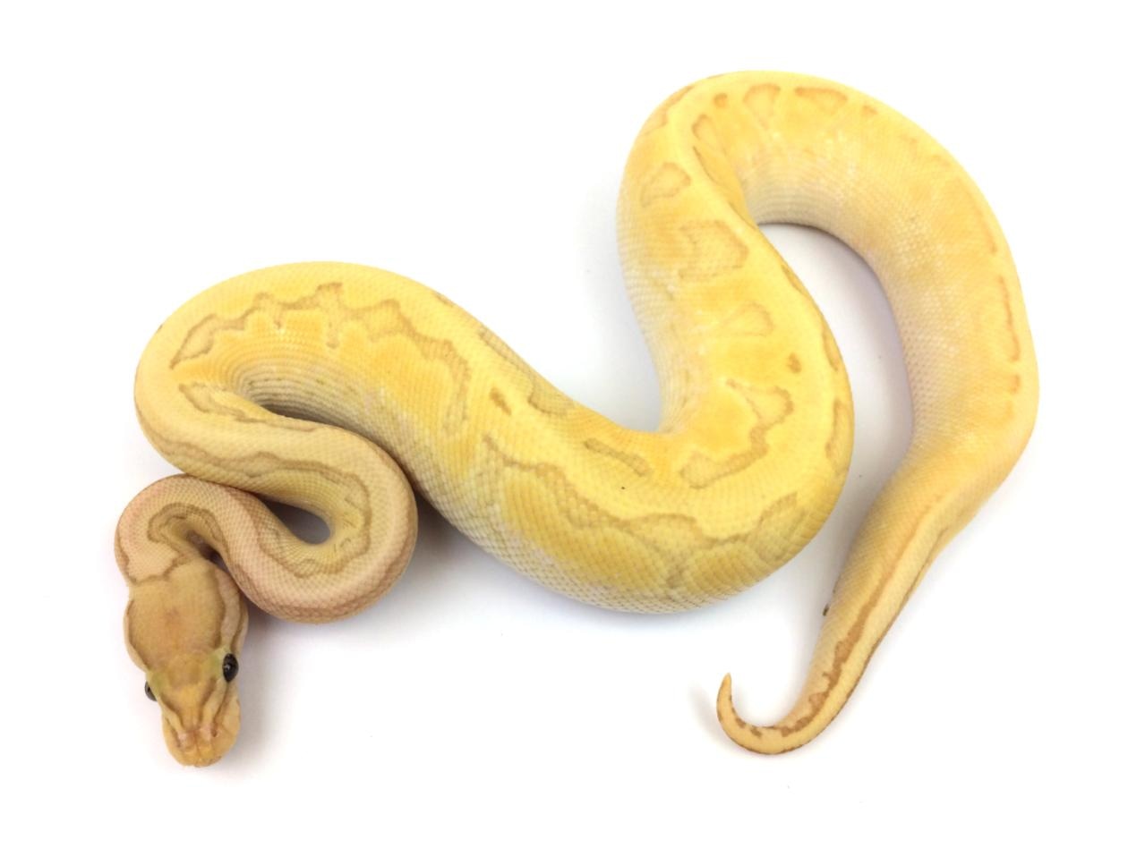 Banana Yellowbelly Butter Pinstripe Ball Python by Royal Constrictor Designs - MorphMarket