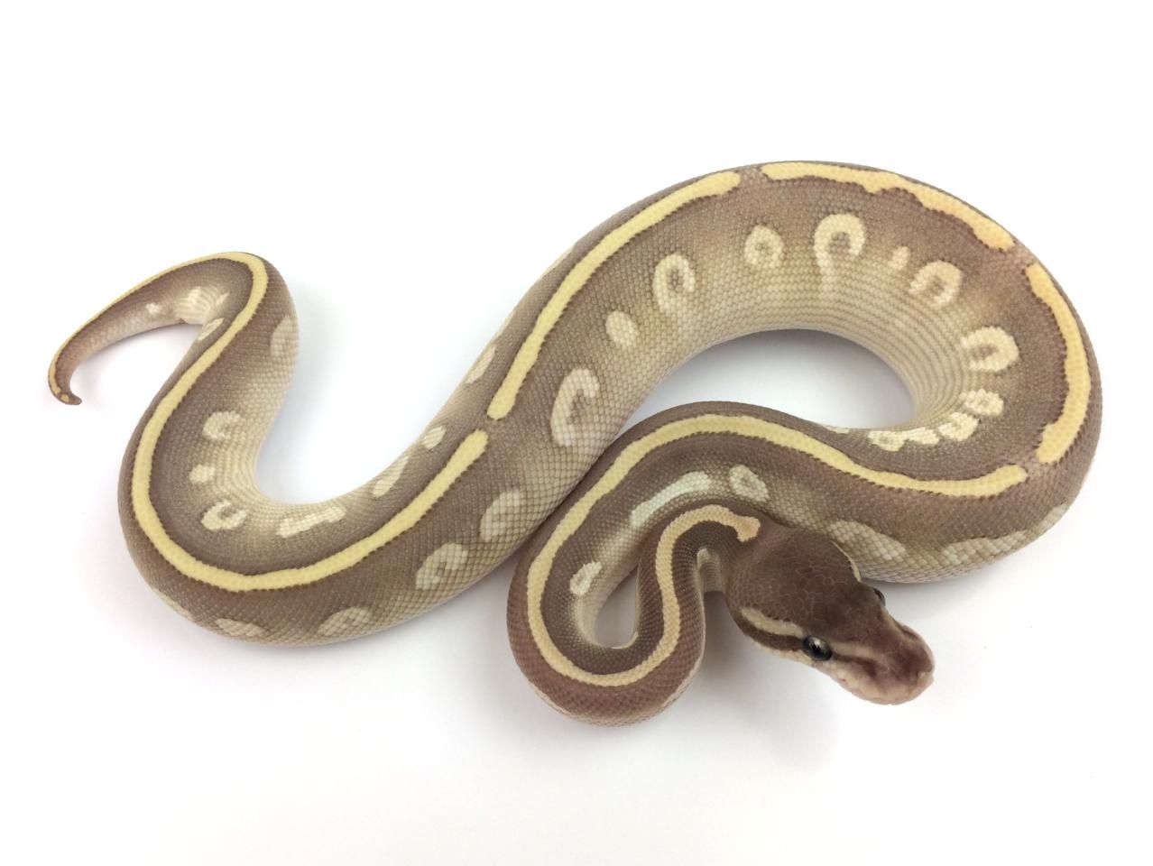 Mystic Potion Ball Python by Royal Constrictor Designs - MorphMarket