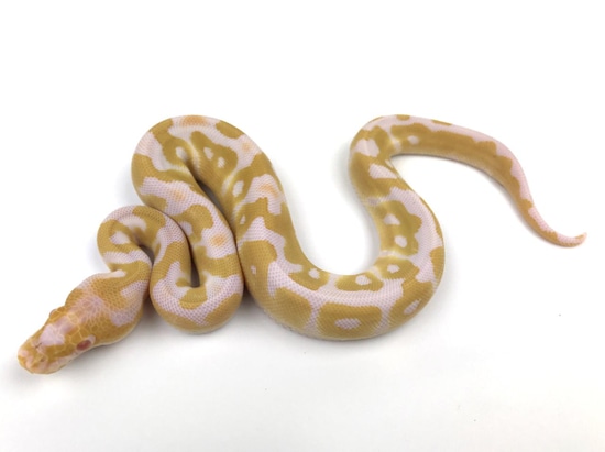 Albino Clown Ball Python by Royal Constrictor Designs