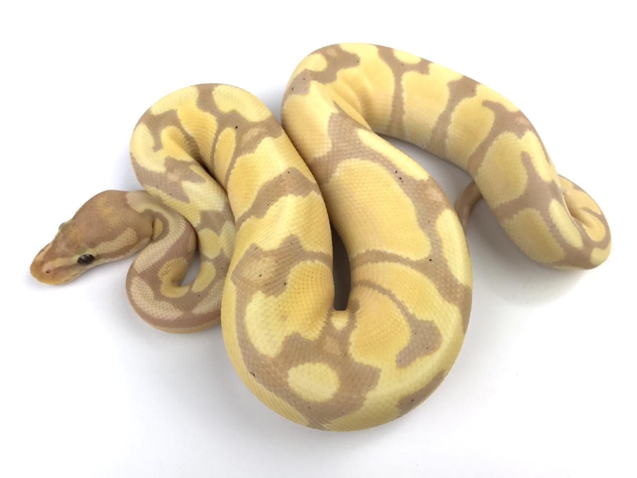 Coral Glow (Fire/Pastel?) Ball Python by Royal Constrictor Designs ...