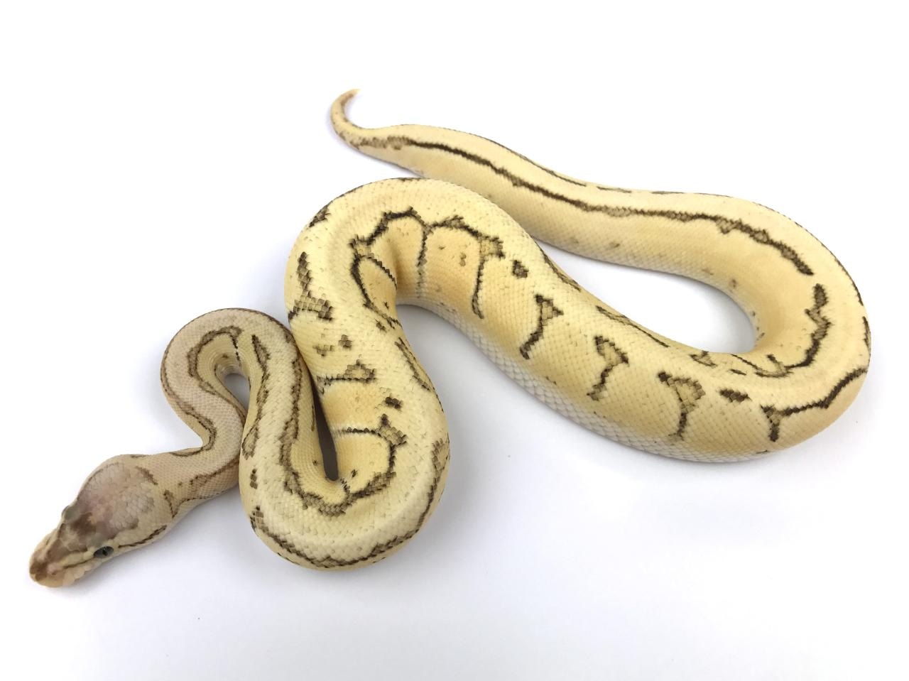 Orange Dream Dragonfly Ball Python by Royal Constrictor Designs ...