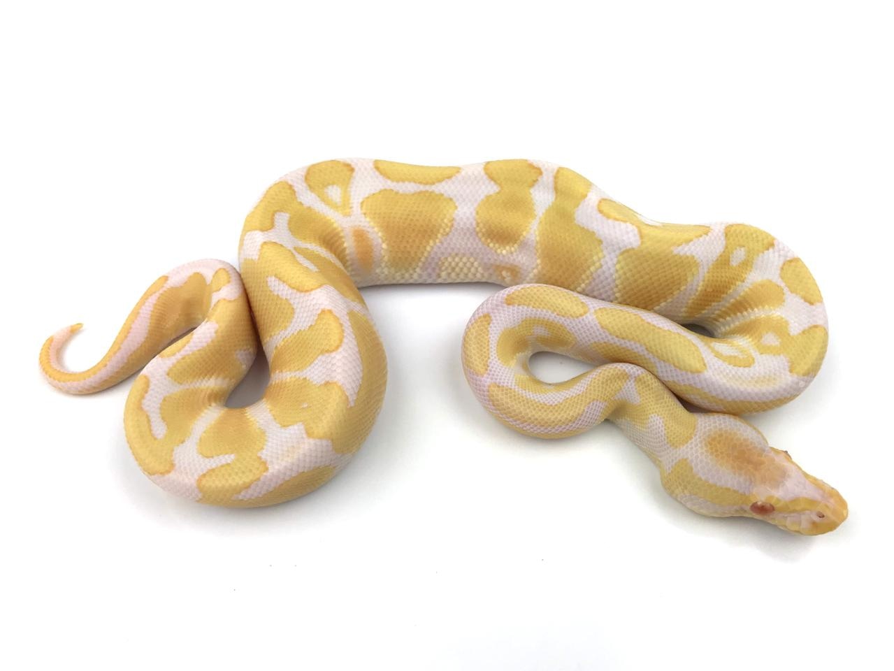 Albino On Hold MC Ball Python by Royal Constrictor Designs - MorphMarket