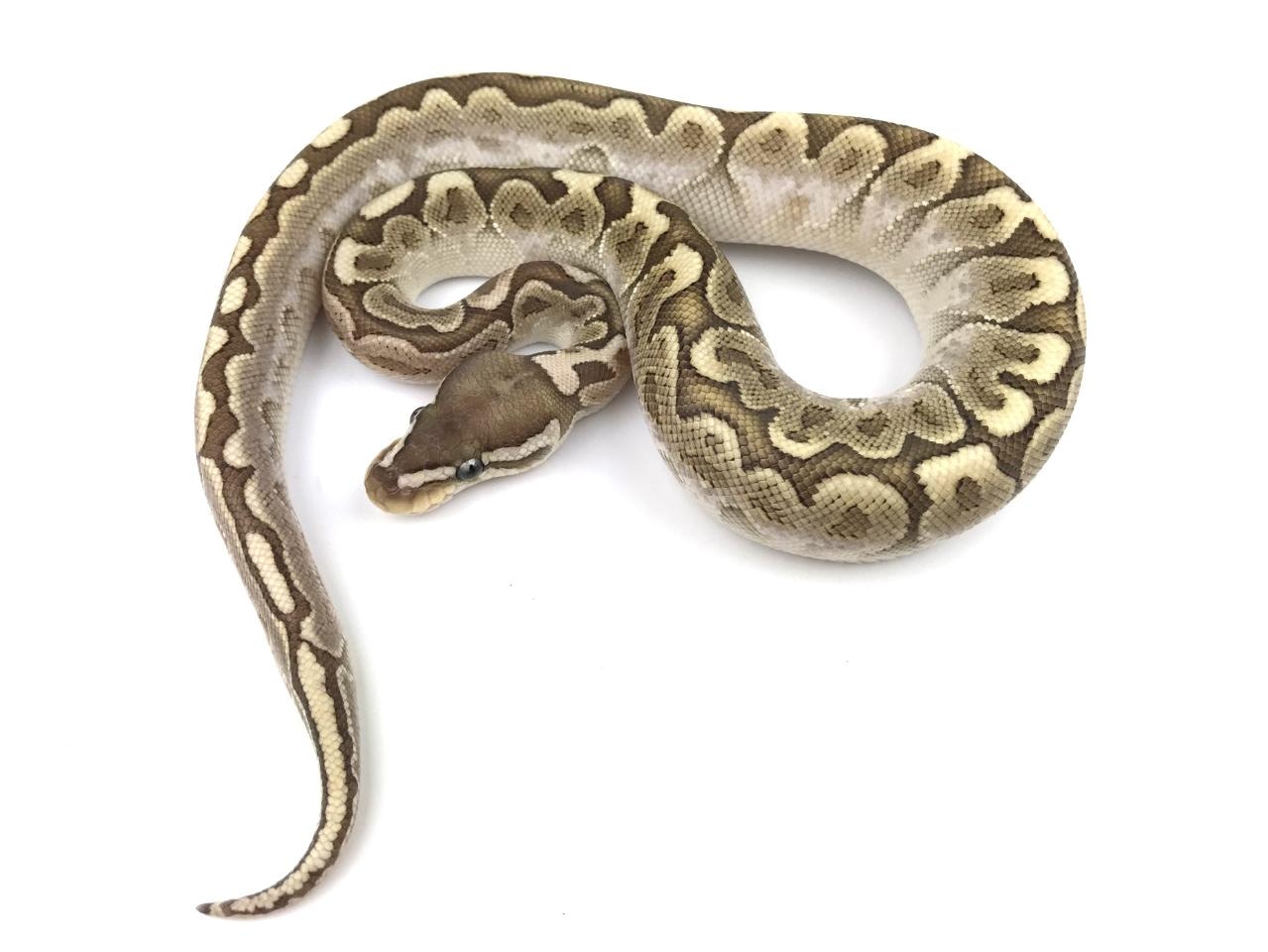 Bamboo 100% Het Albino Ball Python by Royal Constrictor Designs ...
