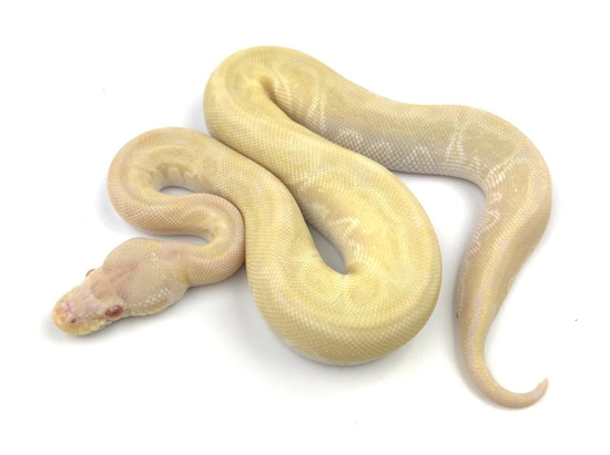 Albino Bamboo Ball Python by Royal Constrictor Designs