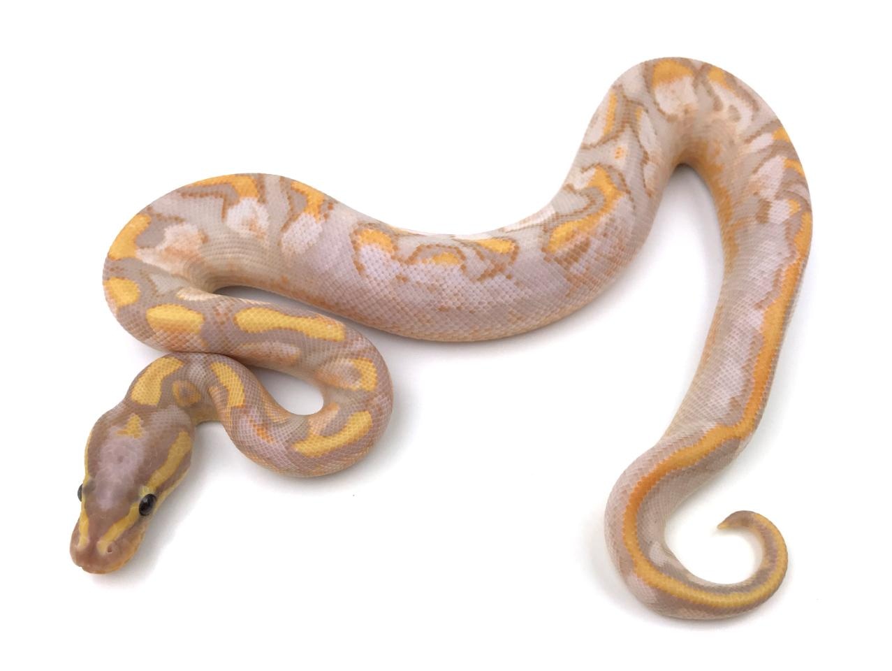 Banana Calico Yellowbelly Ball Python by Royal Constrictor Designs ...