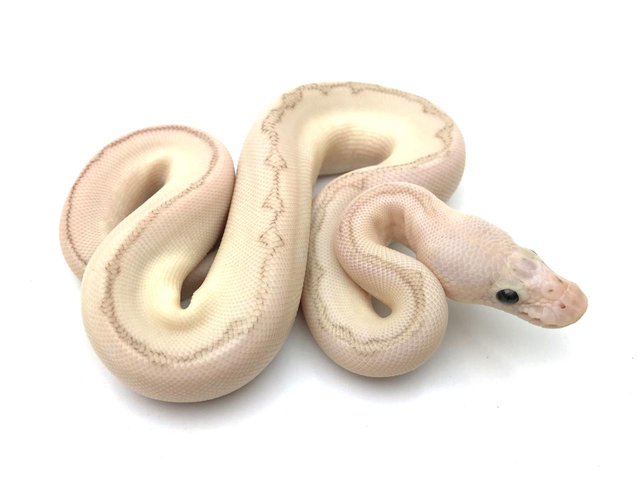 Bumblebee Bamboo Clown Ball Python by Royal Constrictor Designs ...