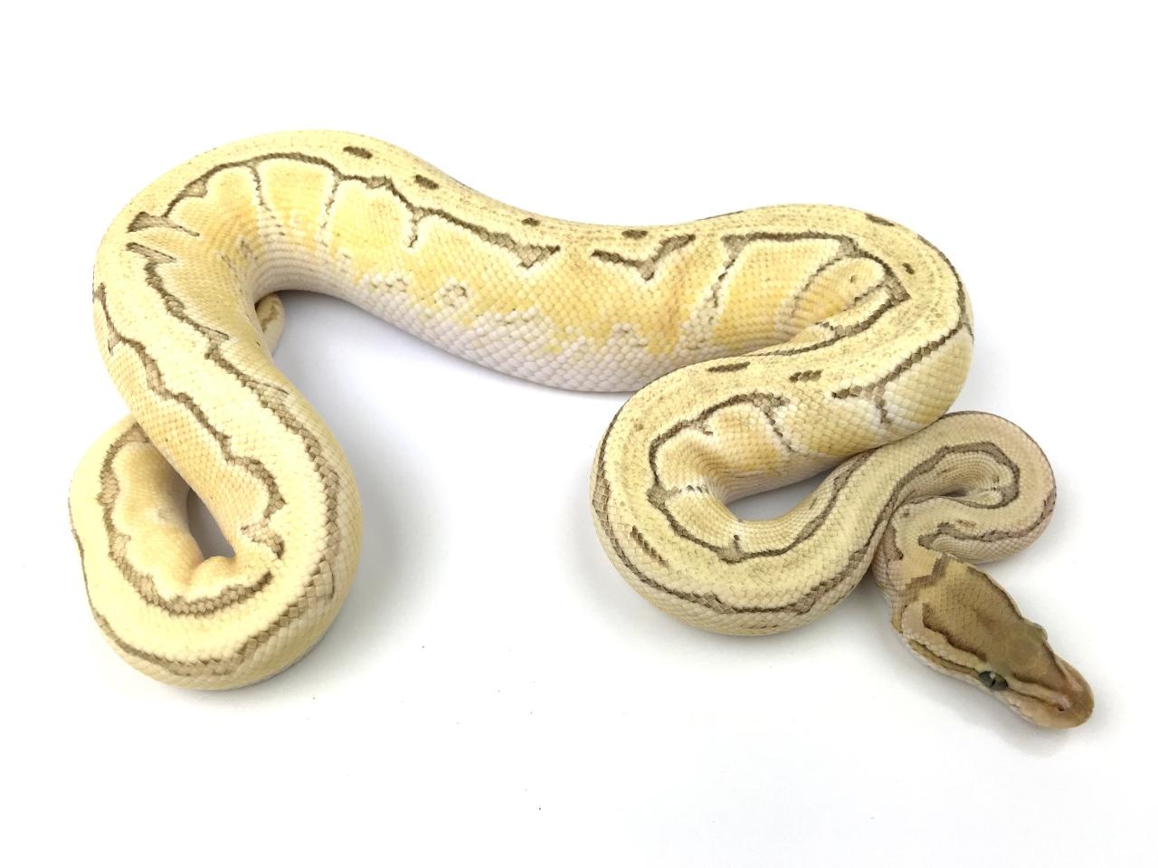 Orange Dream Butter Pinstripe + (Fire OR Vanilla) Ball Python by Royal ...