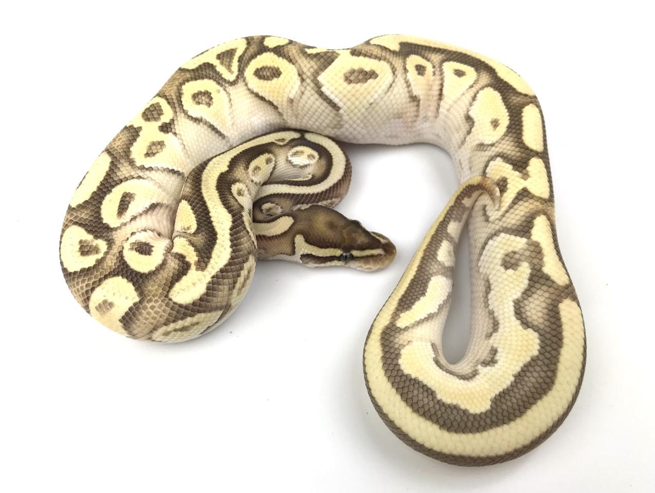 Super OD Butter Ball Python by Royal Constrictor Designs - MorphMarket