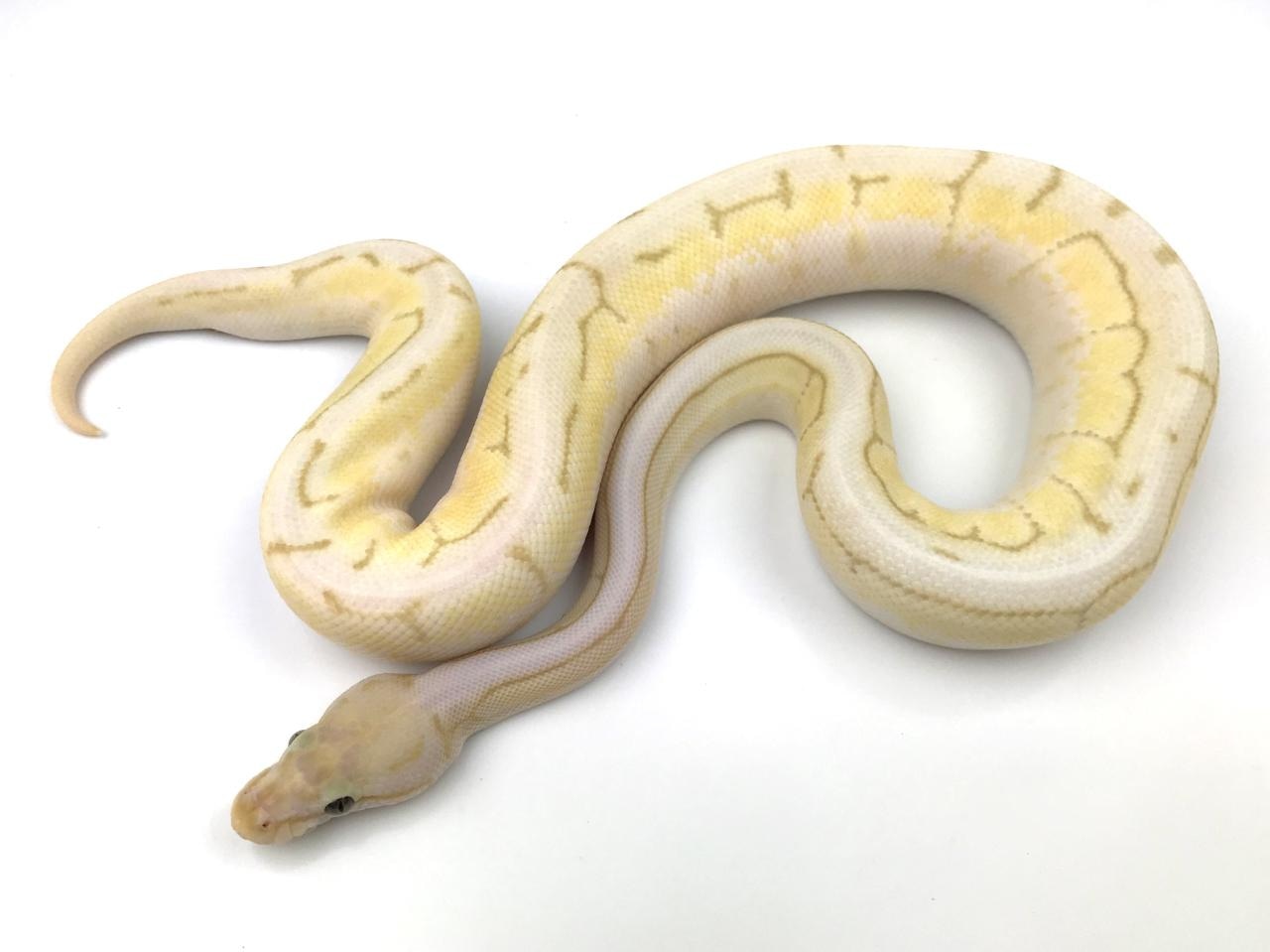 Banana Butter Spinner Ball Python by Royal Constrictor Designs ...