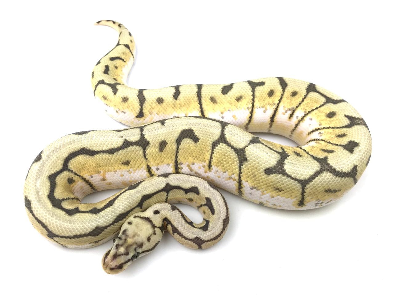 Humblebee Ball Python by Royal Constrictor Designs - MorphMarket