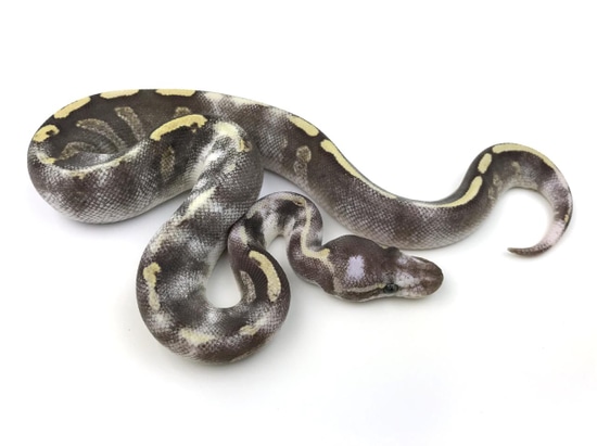 Paradox GHI Mojave Combo Ball Python by Royal Constrictor Designs