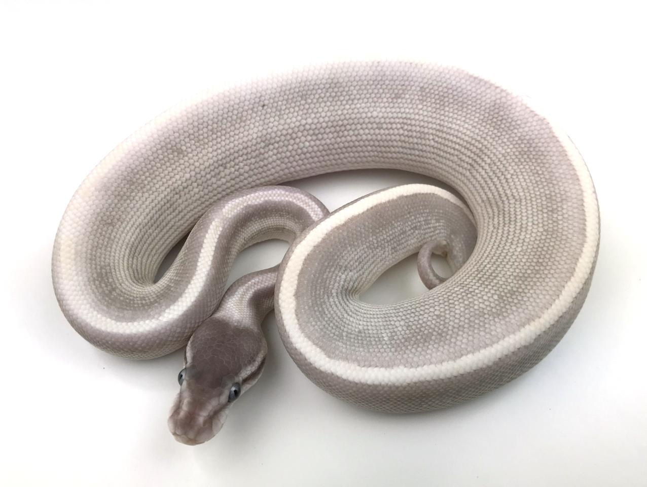GHI Mystic Potion Ball Python by Royal Constrictor Designs - MorphMarket
