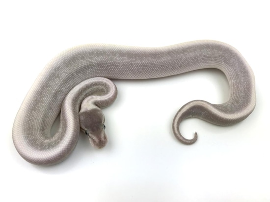 GHI Mystic Potion Ball Python by Royal Constrictor Designs