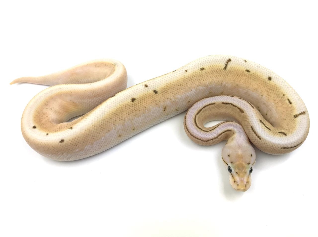 Butter Spinner Enchi (Possible OD Fire) Ball Python by Royal ...