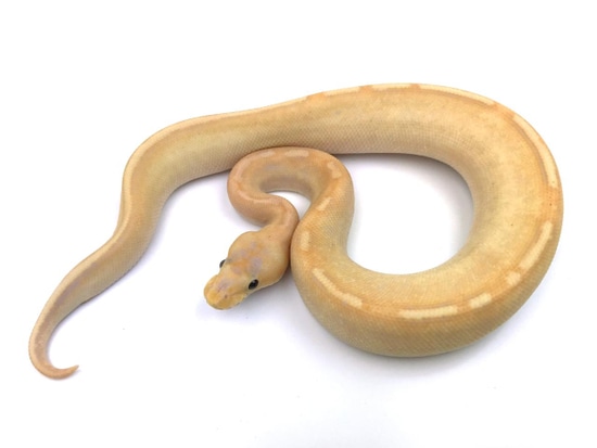 Banana Mimosa Ball Python by Royal Constrictor Designs