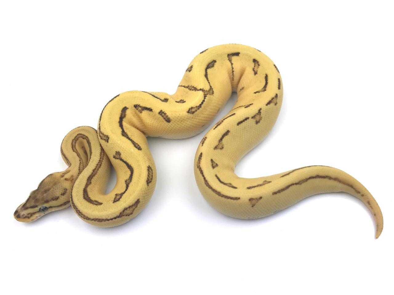 Super OD Fire Pinstripe (Probable Yellowbelly) Ball Python by Royal ...