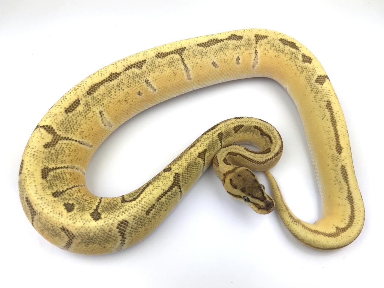 Orange Dream Fire Enchi Pinstripe Ball Python by Royal Constrictor ...