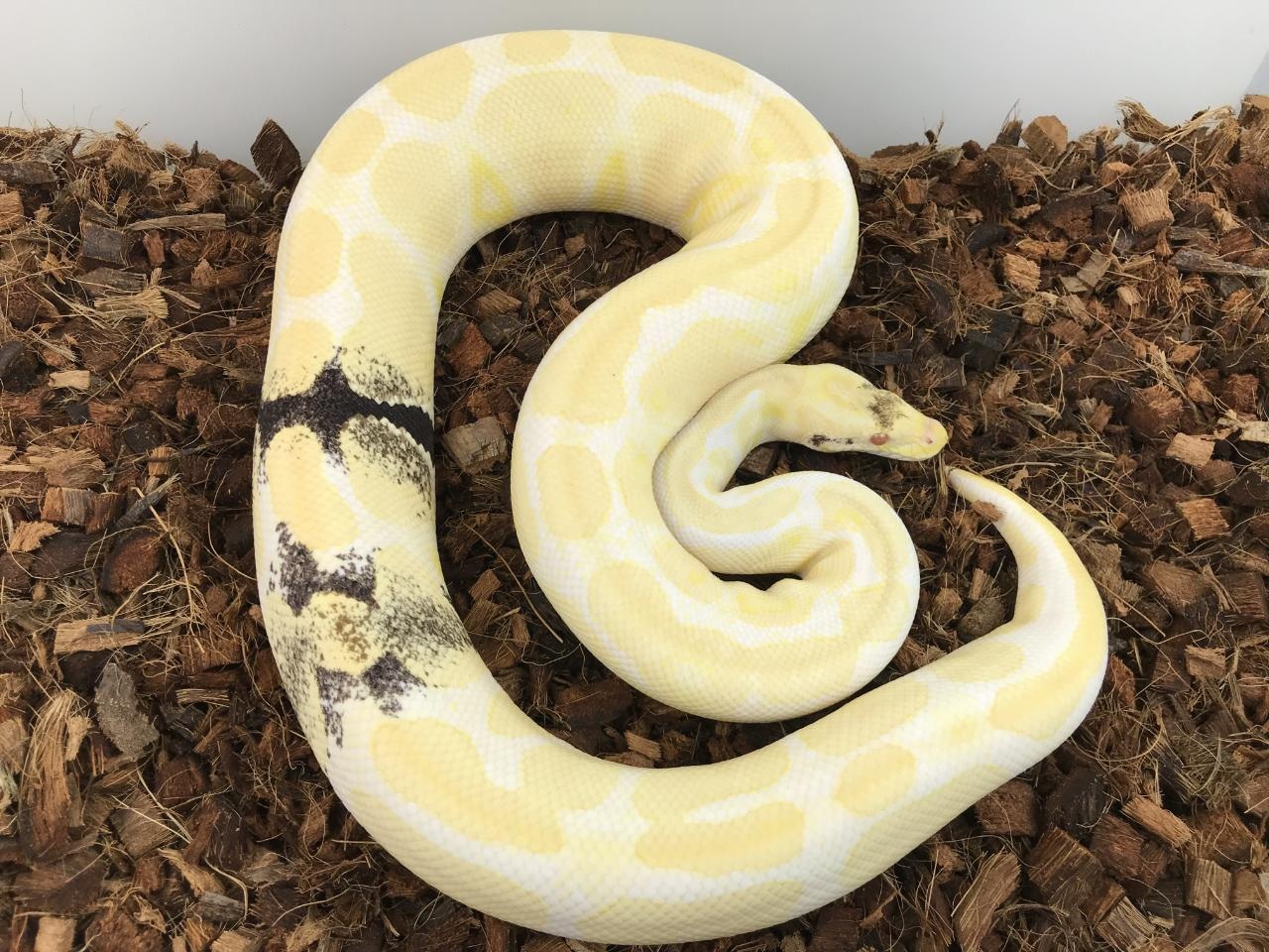 Paradox Albino Ball Python by Royal Constrictor Designs - MorphMarket