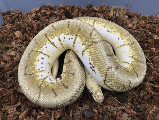 Spinnerblast Ball Python by Royal Constrictor Designs