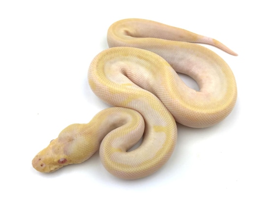 Albino Pastel Champagne Ball Python by Royal Constrictor Designs