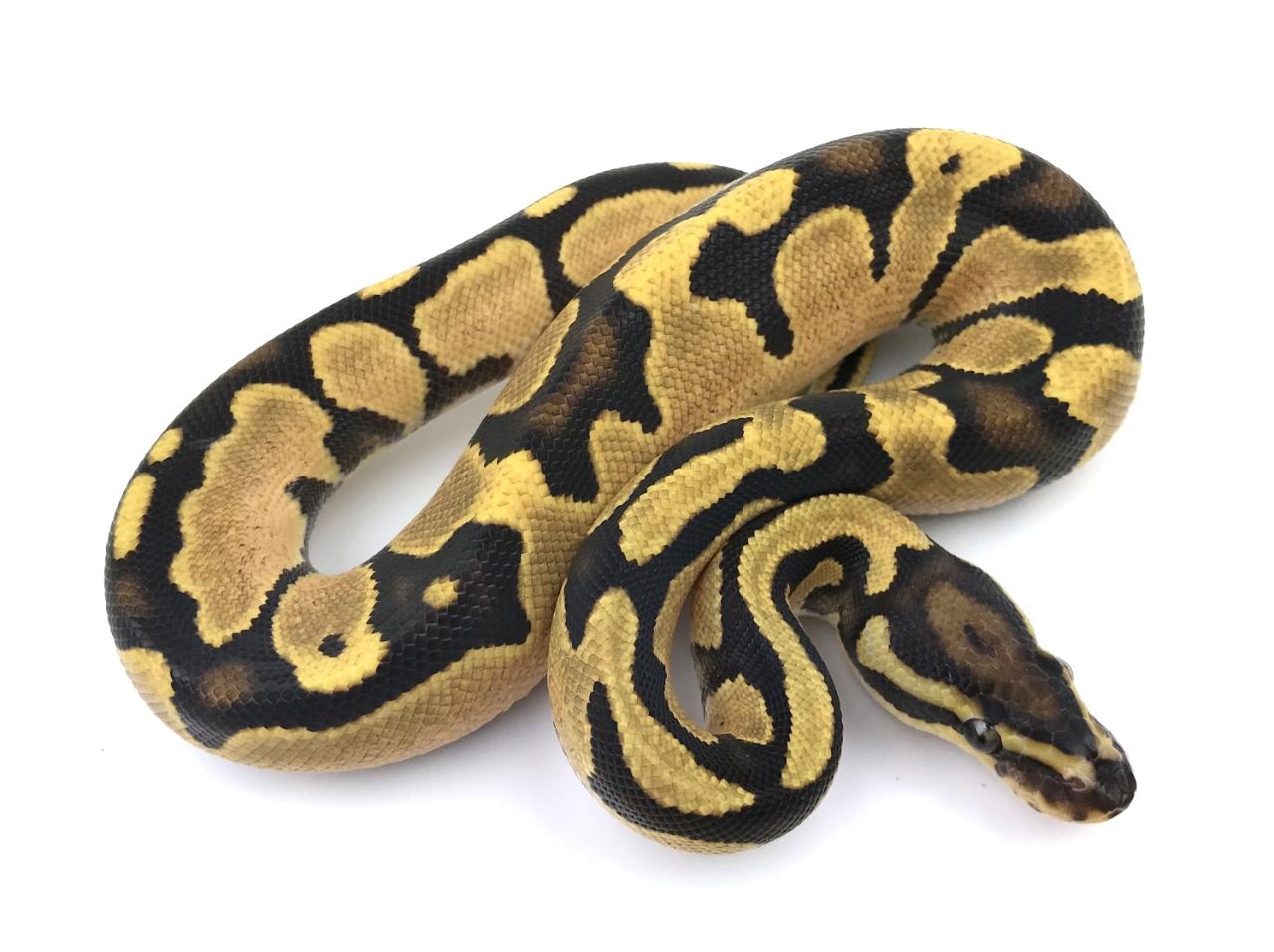 Orange Dream Fire 100% Het Pied Ball Python by Royal Constrictor ...