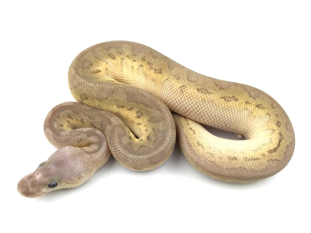 Pewterblast (Black Pastel) Clown Ball Python by Royal Constrictor ...
