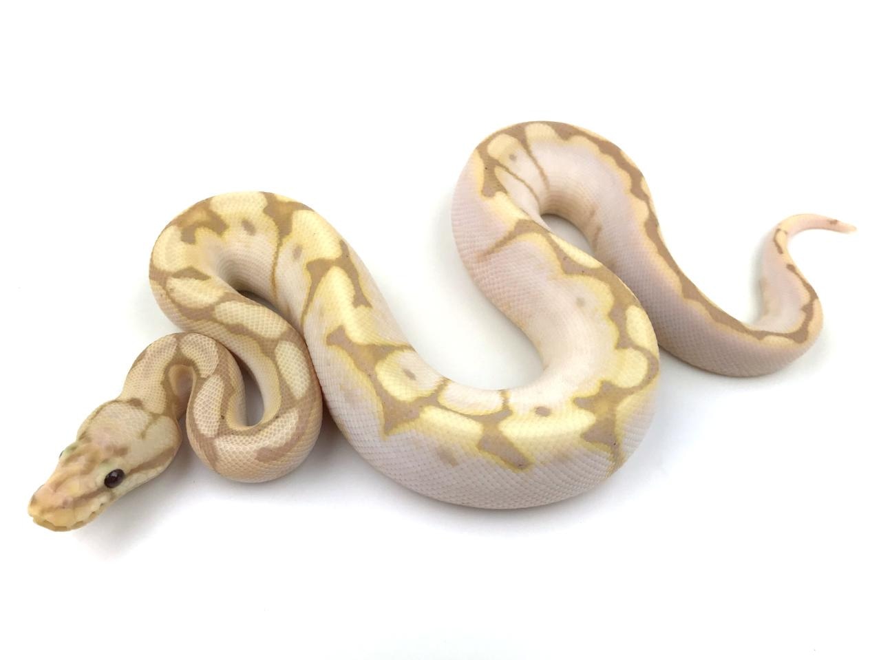 Banana Calico Bumblebee Ball Python by Royal Constrictor Designs ...