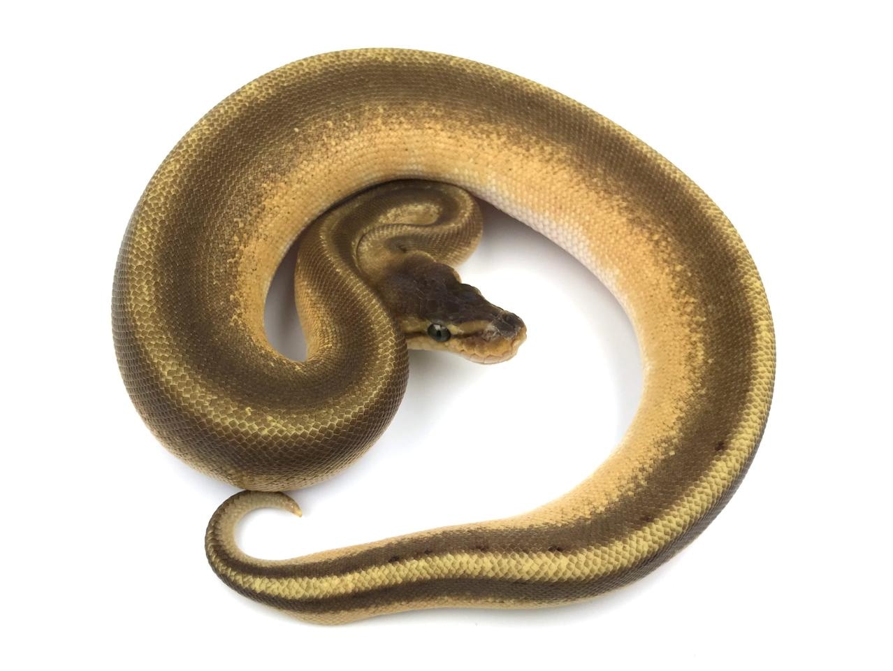 Orange Dream Pinstripe Genetic Stripe Ball Python by Royal Constrictor ...