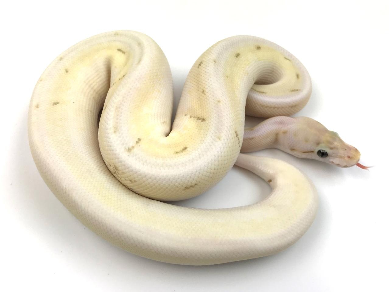 Orange Dream Fire Butter Spinner (Enchi?) Ball Python by Royal Constrictor Designs - MorphMarket