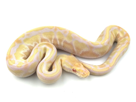 Albino Lesser Ball Python by Royal Constrictor Designs