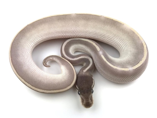 GHI Mystic Potion Ball Python by Royal Constrictor Designs