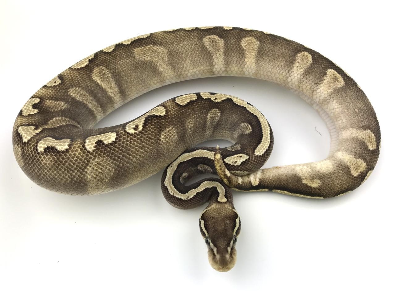 GHI Pastave Ball Python by Royal Constrictor Designs - MorphMarket